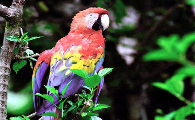 Manu Nacional Park Peru: FAUNA